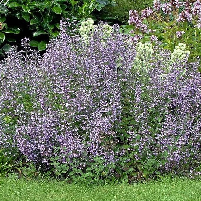 Kaķumētra piparmētra 'MARVELETTE BLUE' 10 sēklas - Sēklu izlase ...